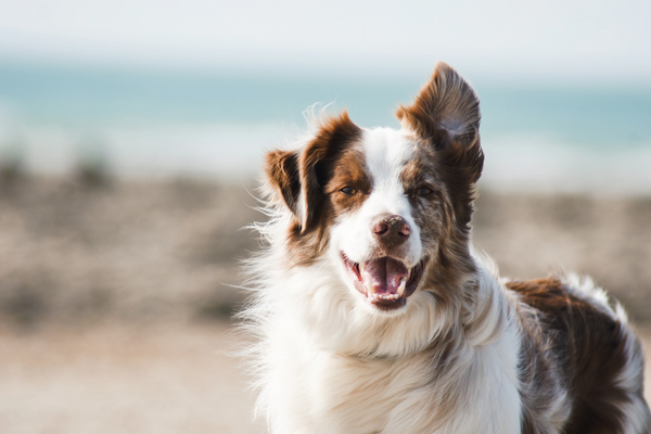 Spitz Nain (Loulou de Poméranie) : tout savoir sur la race, les chiots