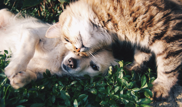 Spitz Nain (Loulou de Poméranie) : tout savoir sur la race, les chiots